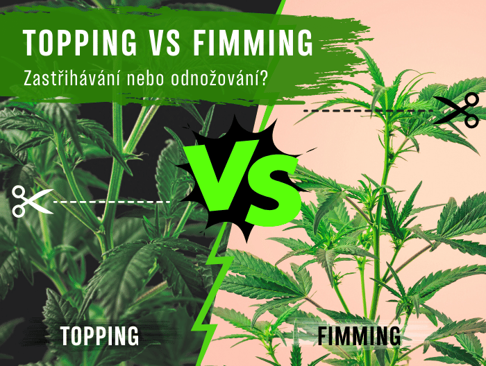 Topping vs fimming: Zastřihávání nebo odnožování? | Svět Semínek